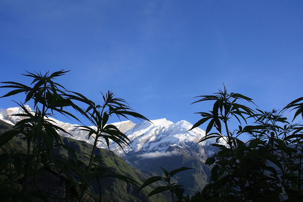 Himalayan Hemp - Official Website